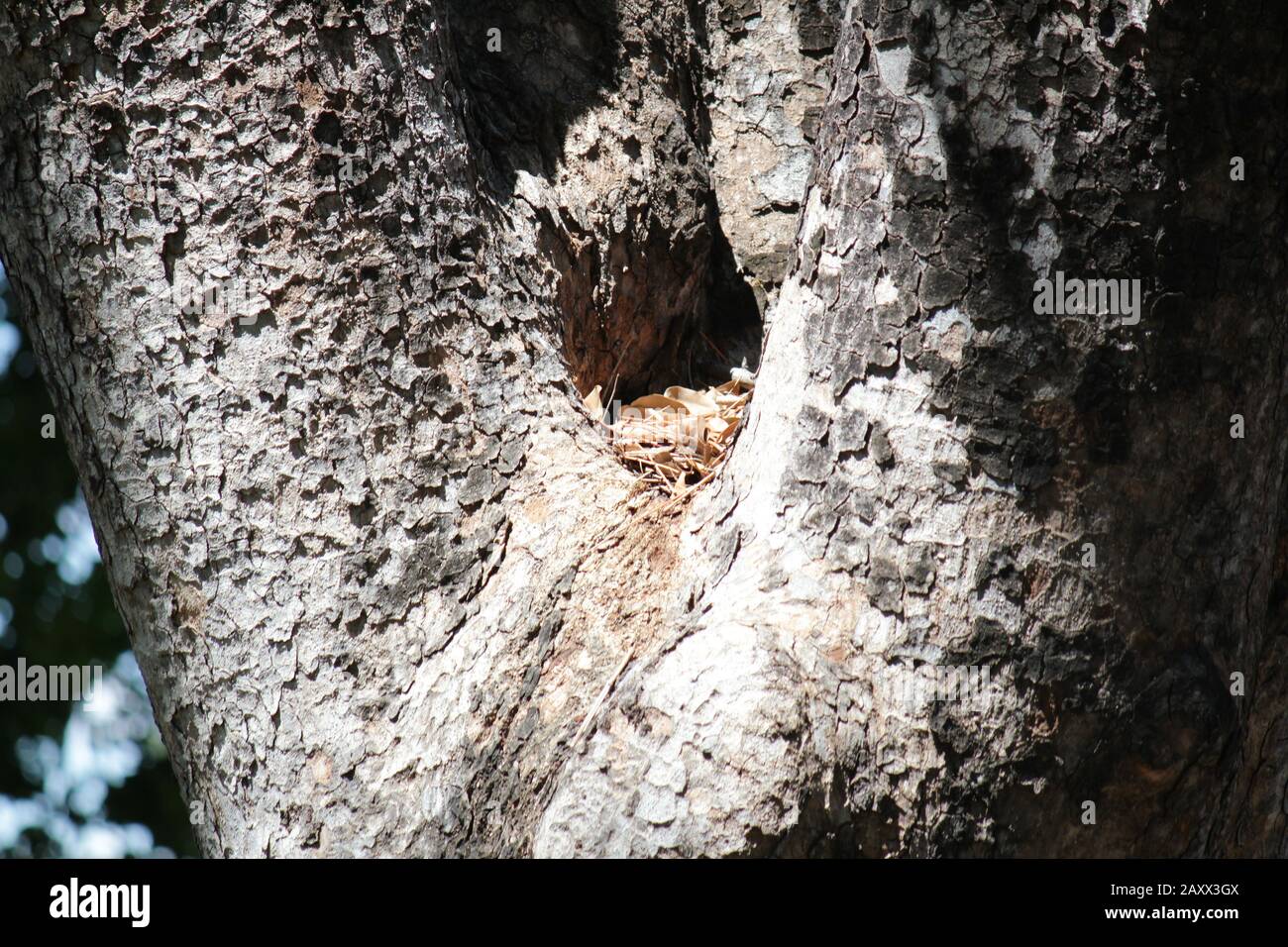 Australian Native Trees Close Up High Resolution Stock Photography and ...