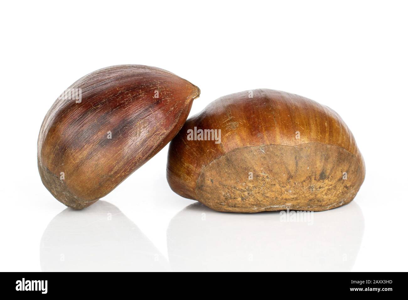 Group of two whole edible brown chestnut isolated on white background ...