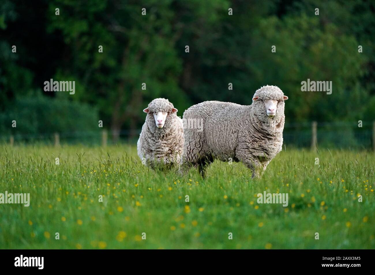The big sheep devon hi-res stock photography and images - Alamy
