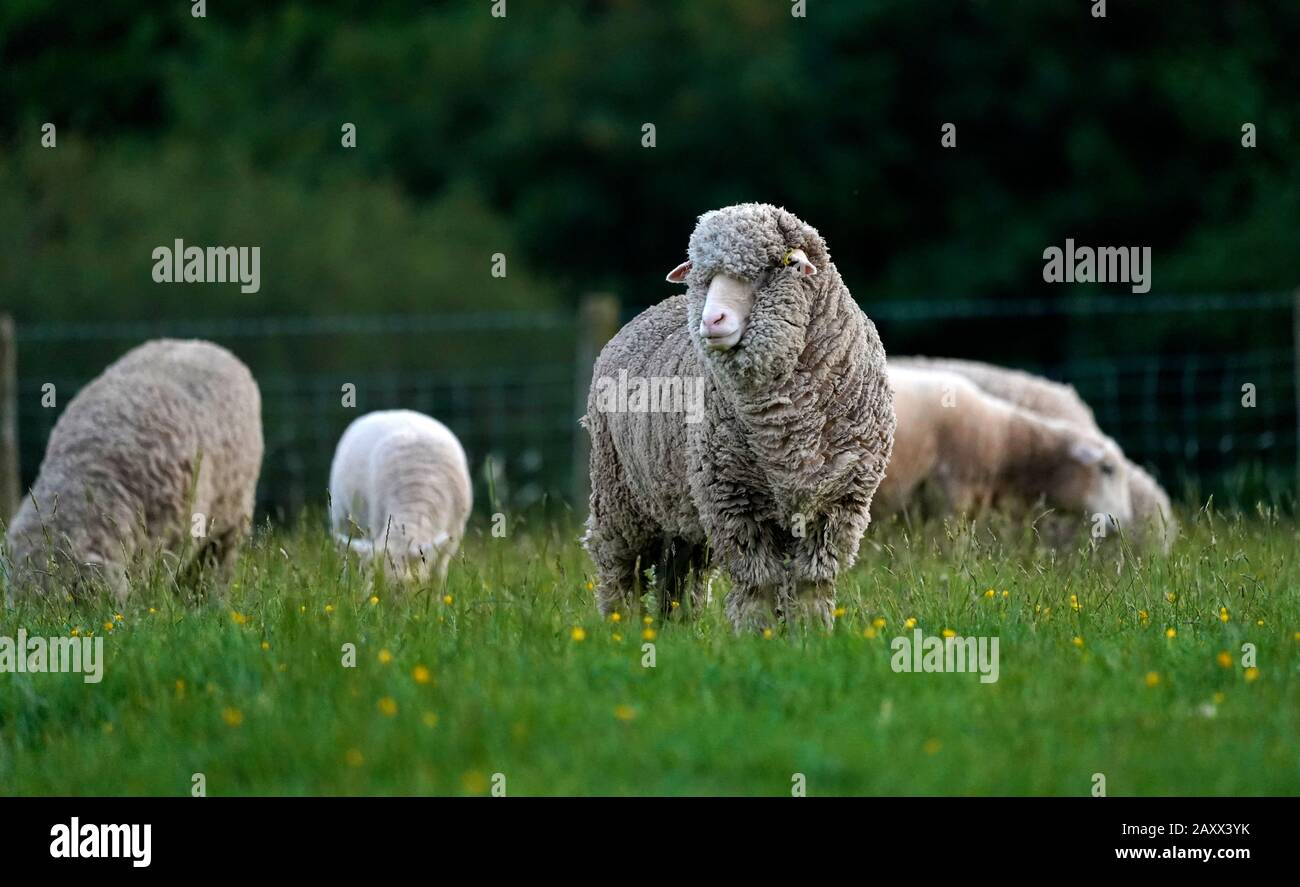 The Big Sheep Devon High Resolution Stock Photography and Images - Alamy