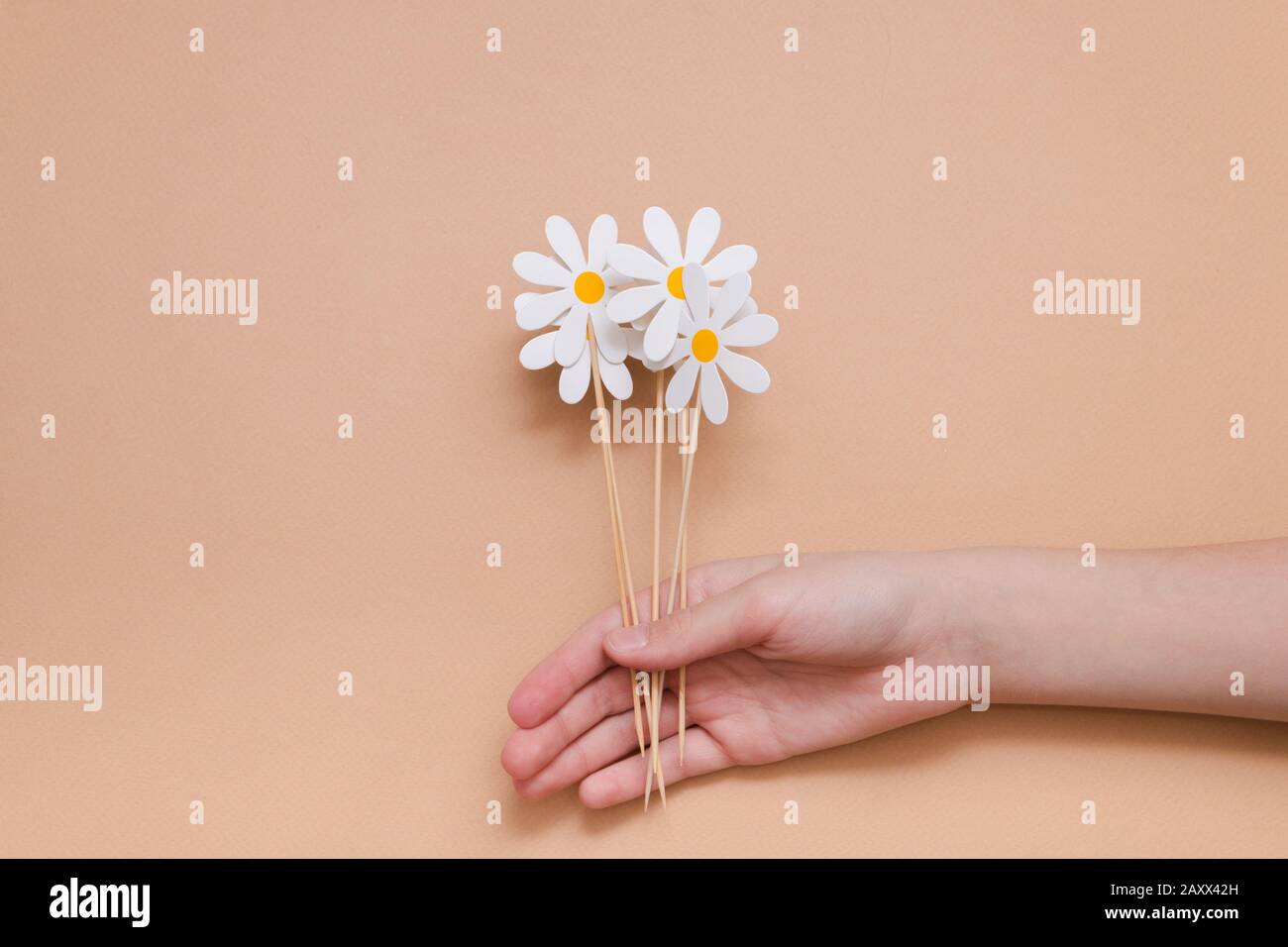 Spring congratulations and a Daisy on a light background in your hand ...