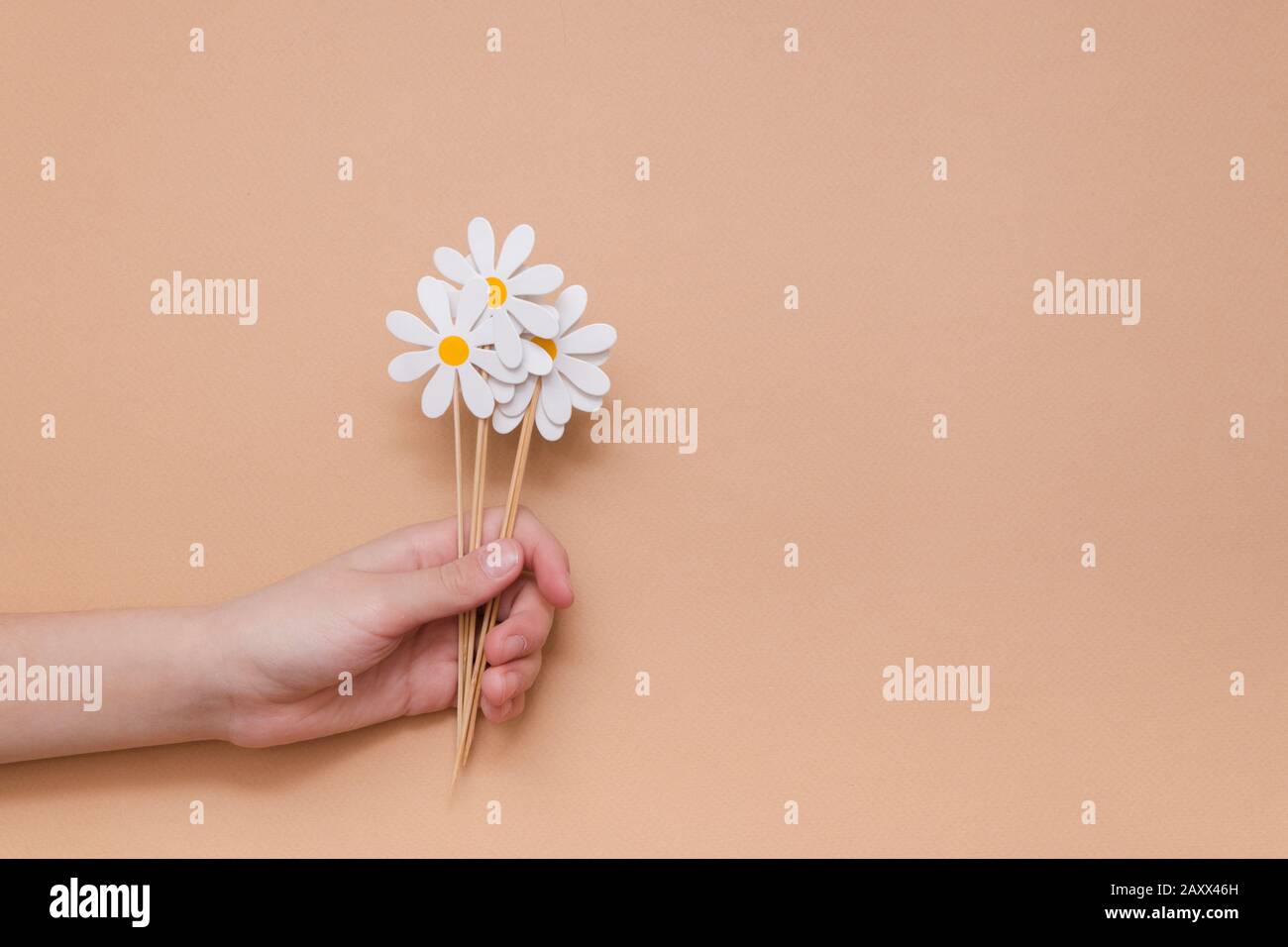 Spring congratulations and a Daisy on a light background in your hand ...