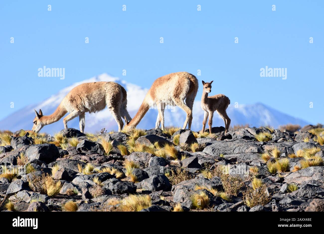 Mother and baby Vicuna grazing in the Atacama with backdrop of the snow ...
