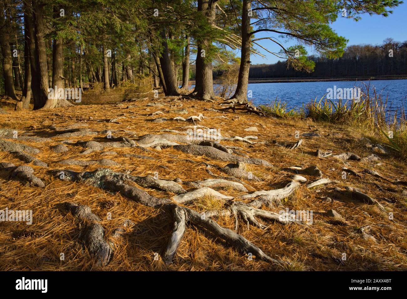 The exposed roots of eastern white pine in Promised Land State Park in ...