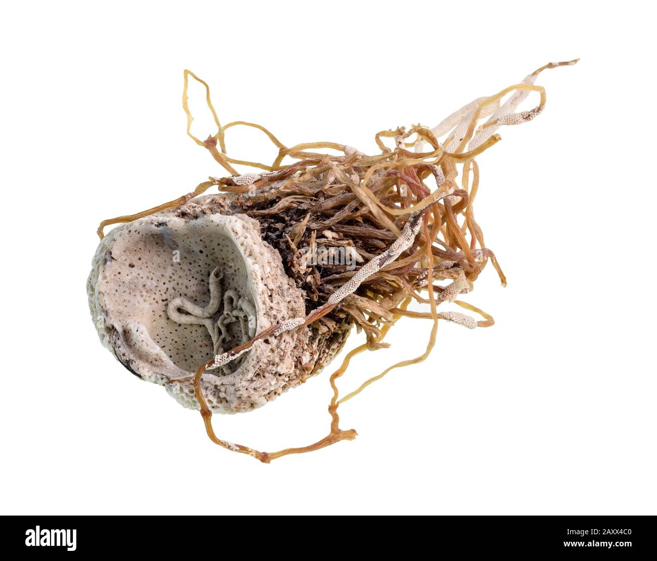 dried shell with coral and algae cutout on white background Stock Photo ...