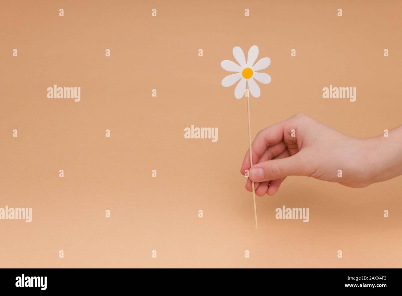 Spring congratulations and a Daisy on a light background in your hand ...