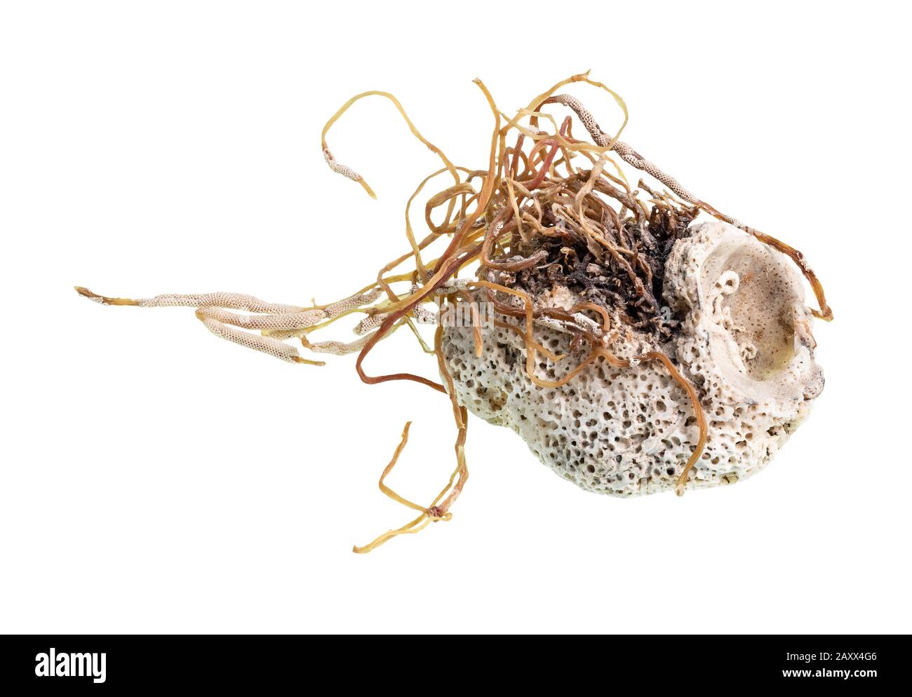 dried shell with algae cutout on white background Stock Photo - Alamy