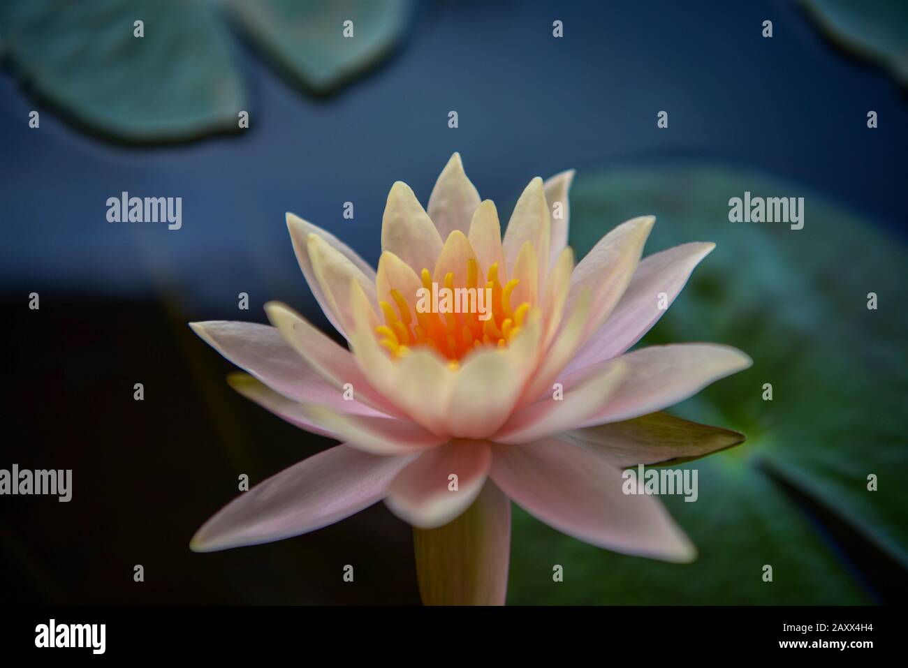 Lilypad hi-res stock photography and images - Alamy