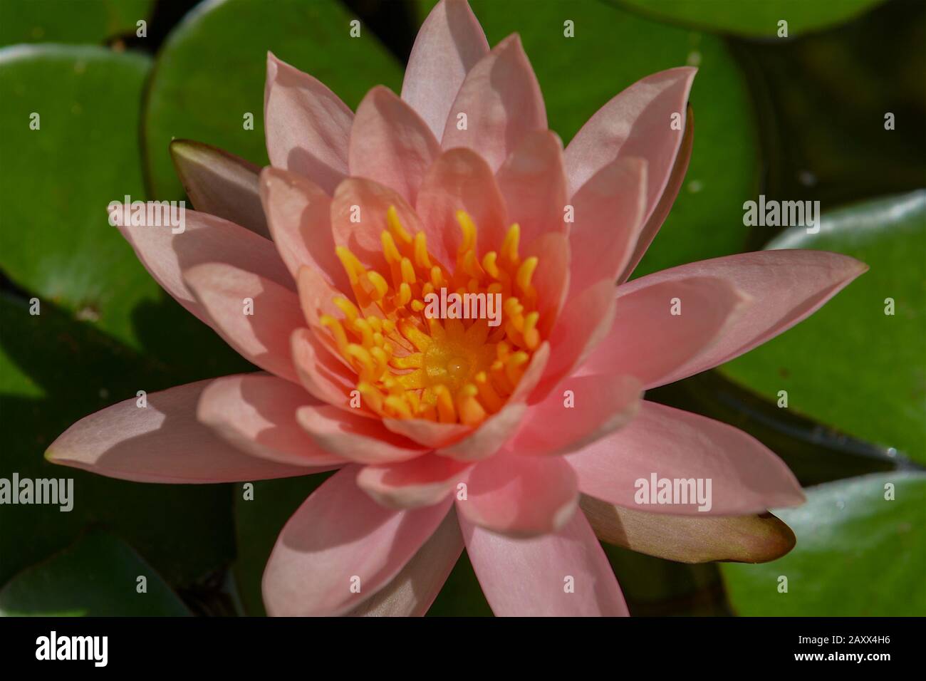 Lilypad hi-res stock photography and images - Alamy