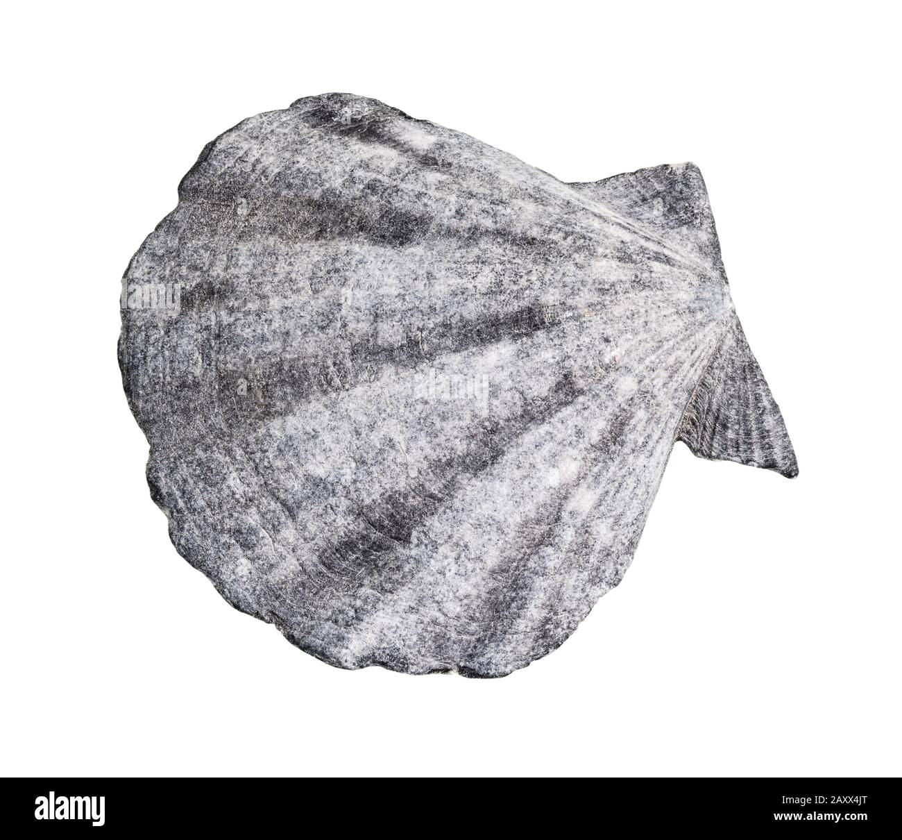 dried gray shell of scallop cutout on white background Stock Photo - Alamy