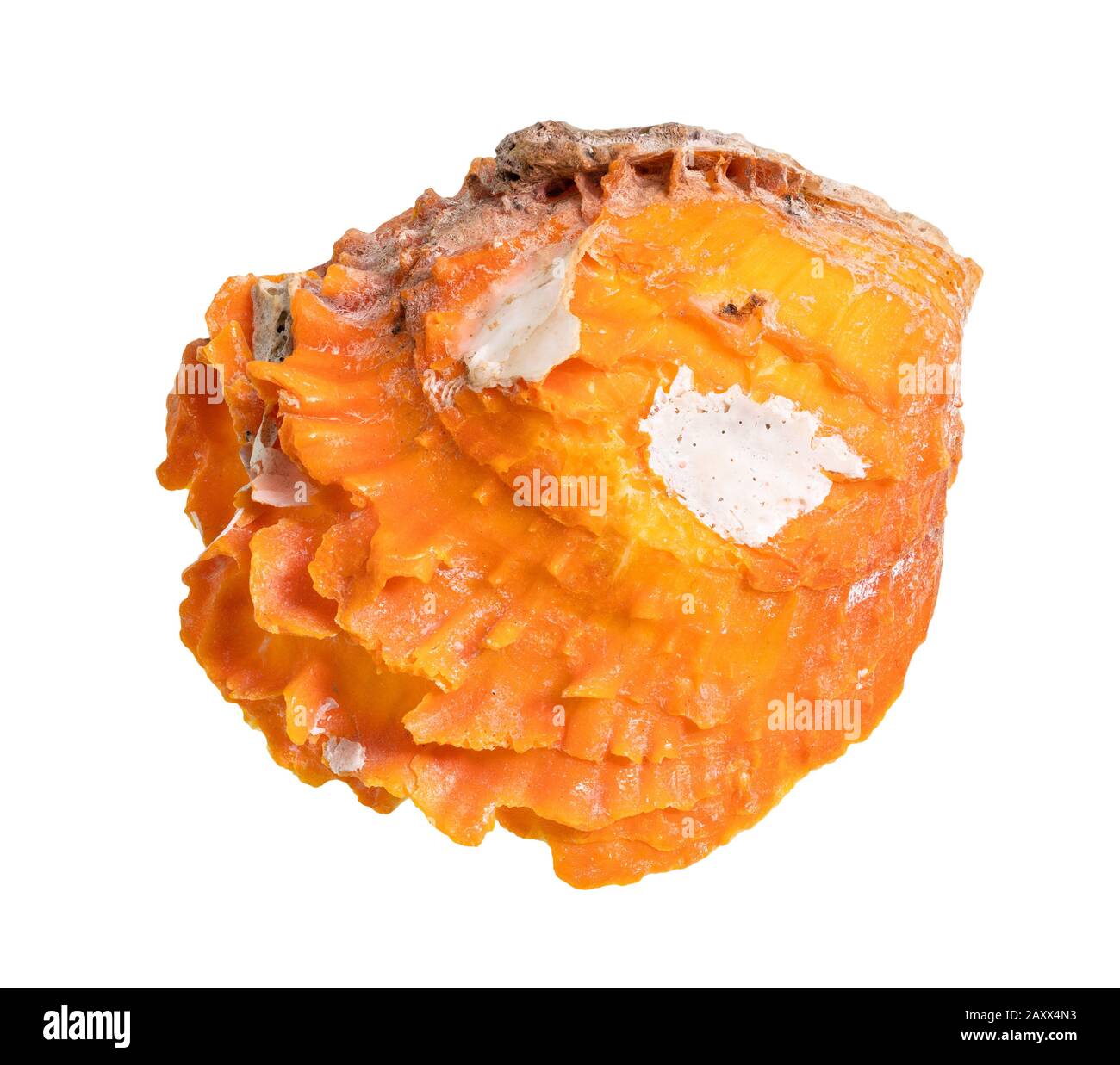 dried orange seashell of clam cutout on white background Stock Photo ...