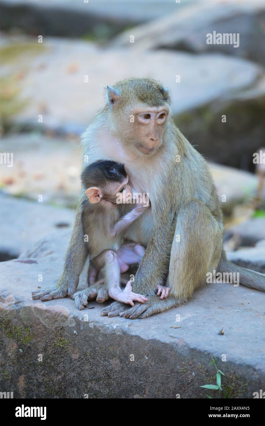 Cambodian character hi-res stock photography and images - Alamy