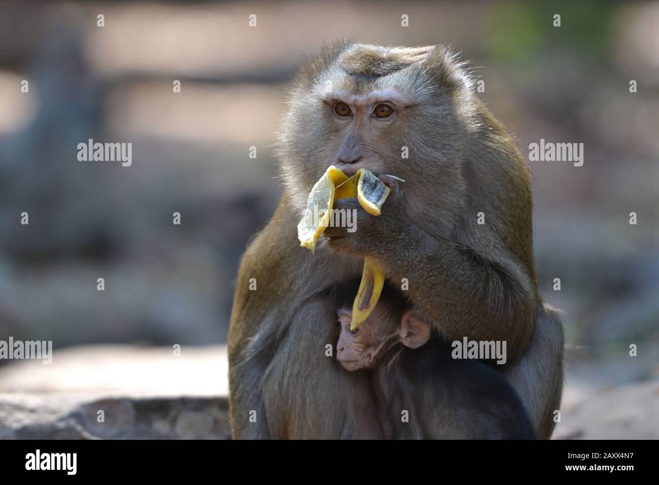 Monkeys in the Cambodian Nature Stock Photo - Alamy