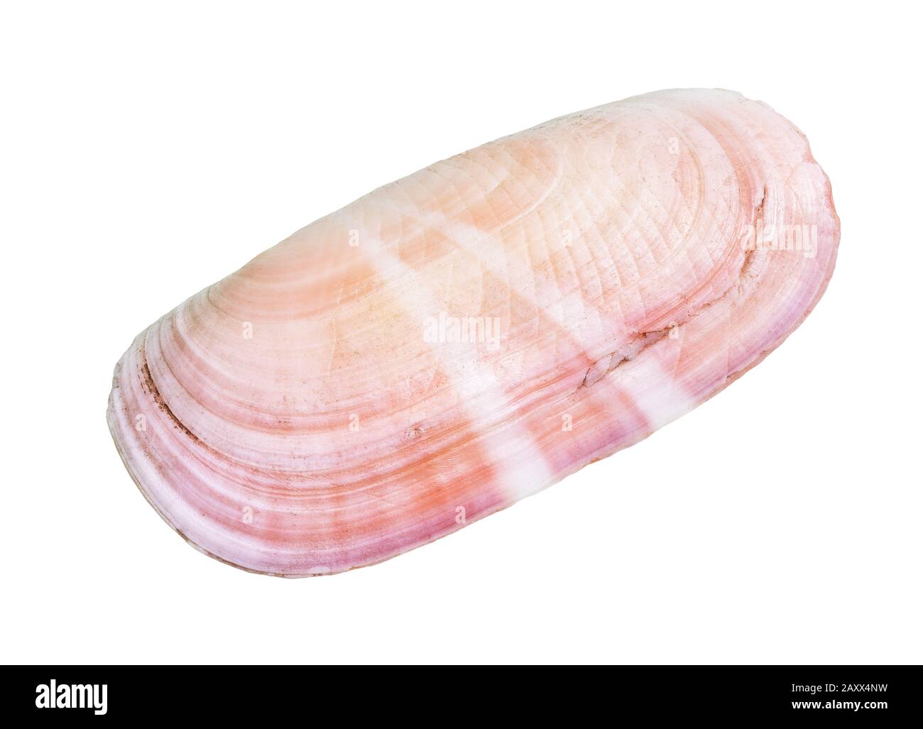 Pink Conch High Resolution Stock Photography and Images - Alamy