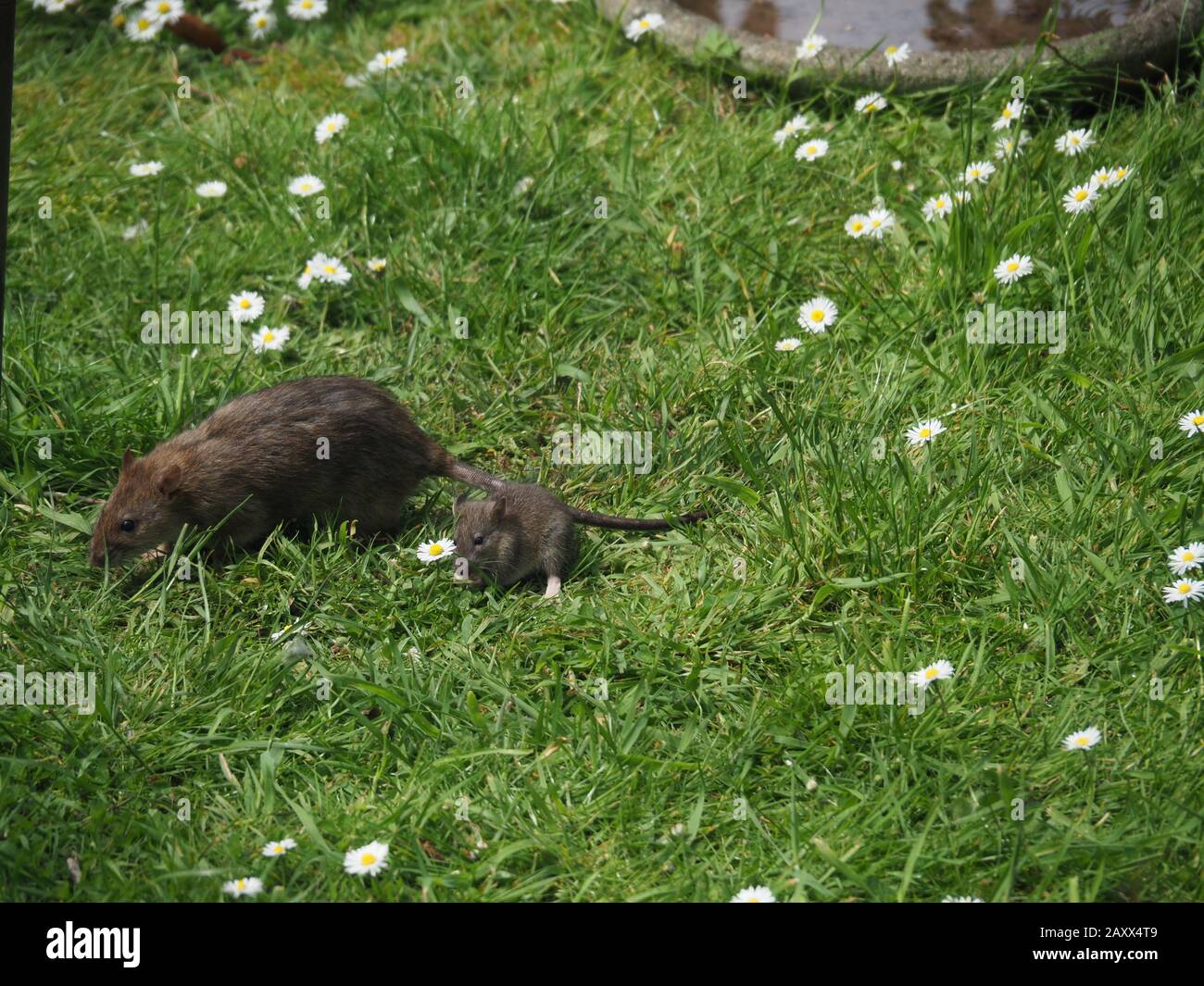 Baby rat hi-res stock photography and images - Alamy
