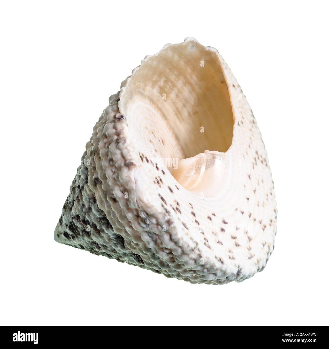 dried empty shell of slit snail cutout on white background Stock Photo ...