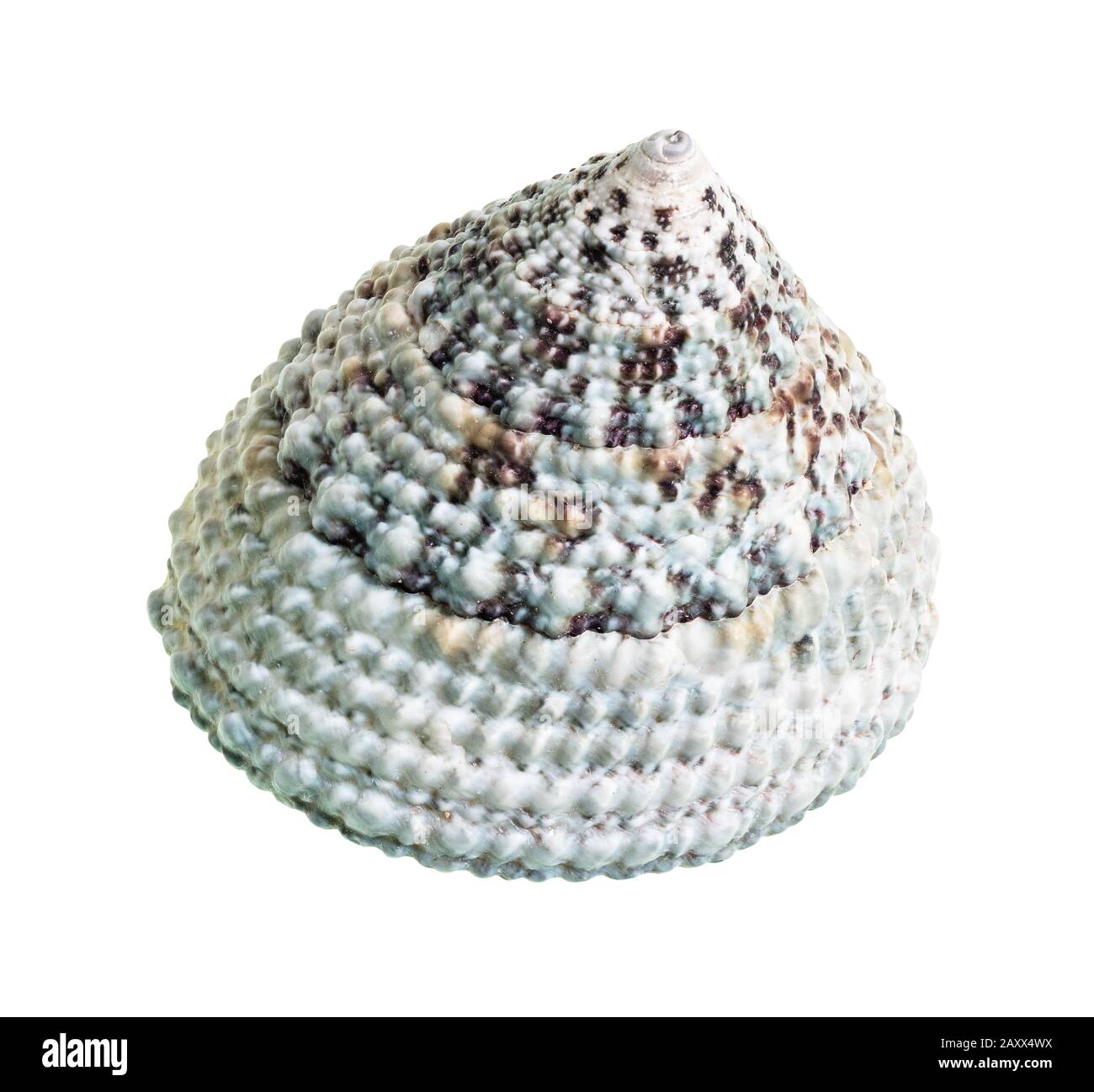 dried shell of slit snail cutout on white background Stock Photo - Alamy