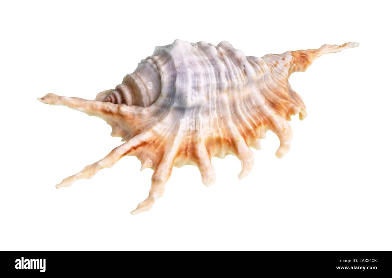 dried shell of murex snail cutout on white background Stock Photo - Alamy