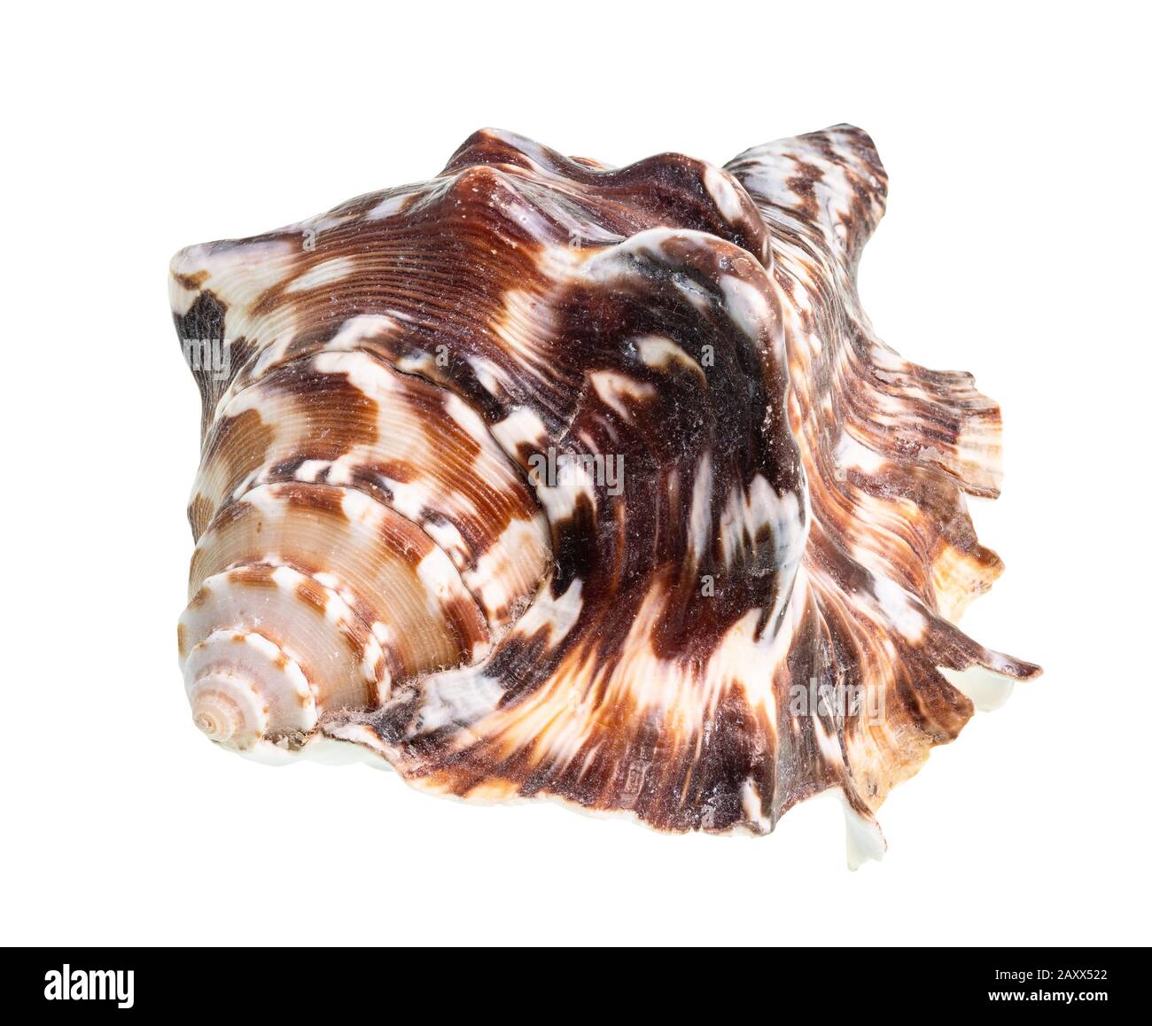 dried dark brown conch of muricidae mollusc cutout on white background ...