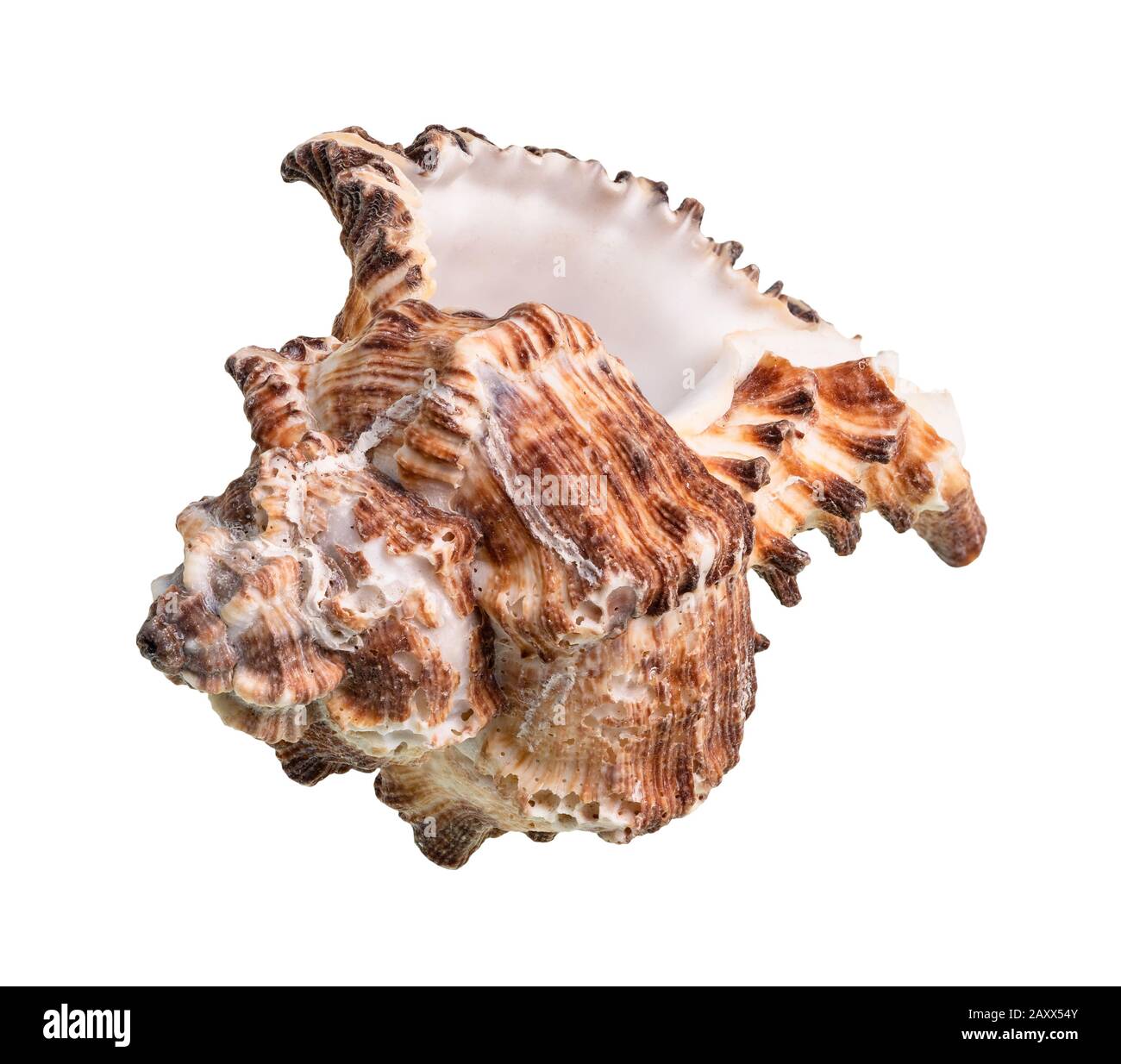 dried empty conch of brown muricidae mollusk cutout on white background ...