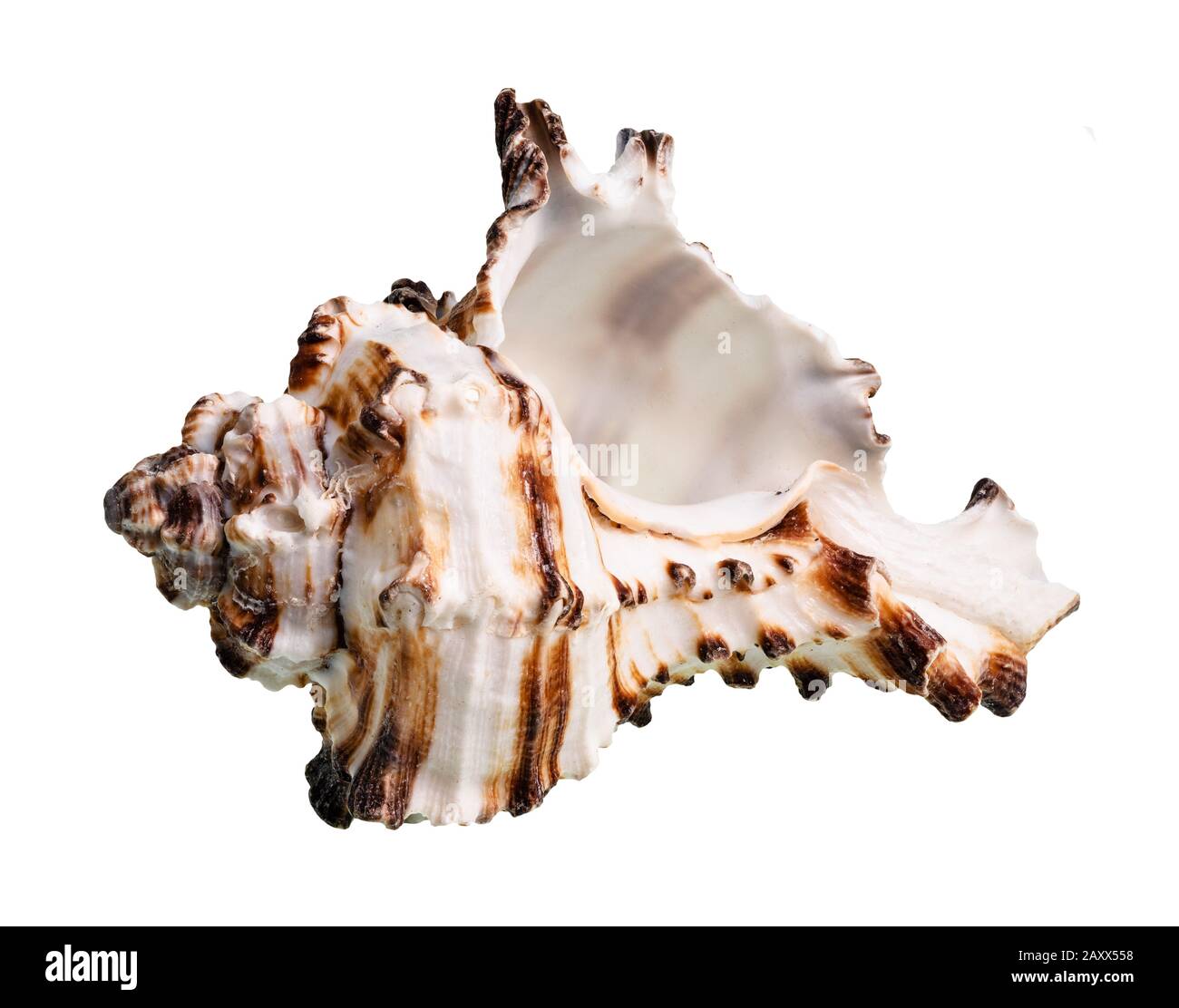 dried empty white conch of muricidae mollusk cutout on white background ...