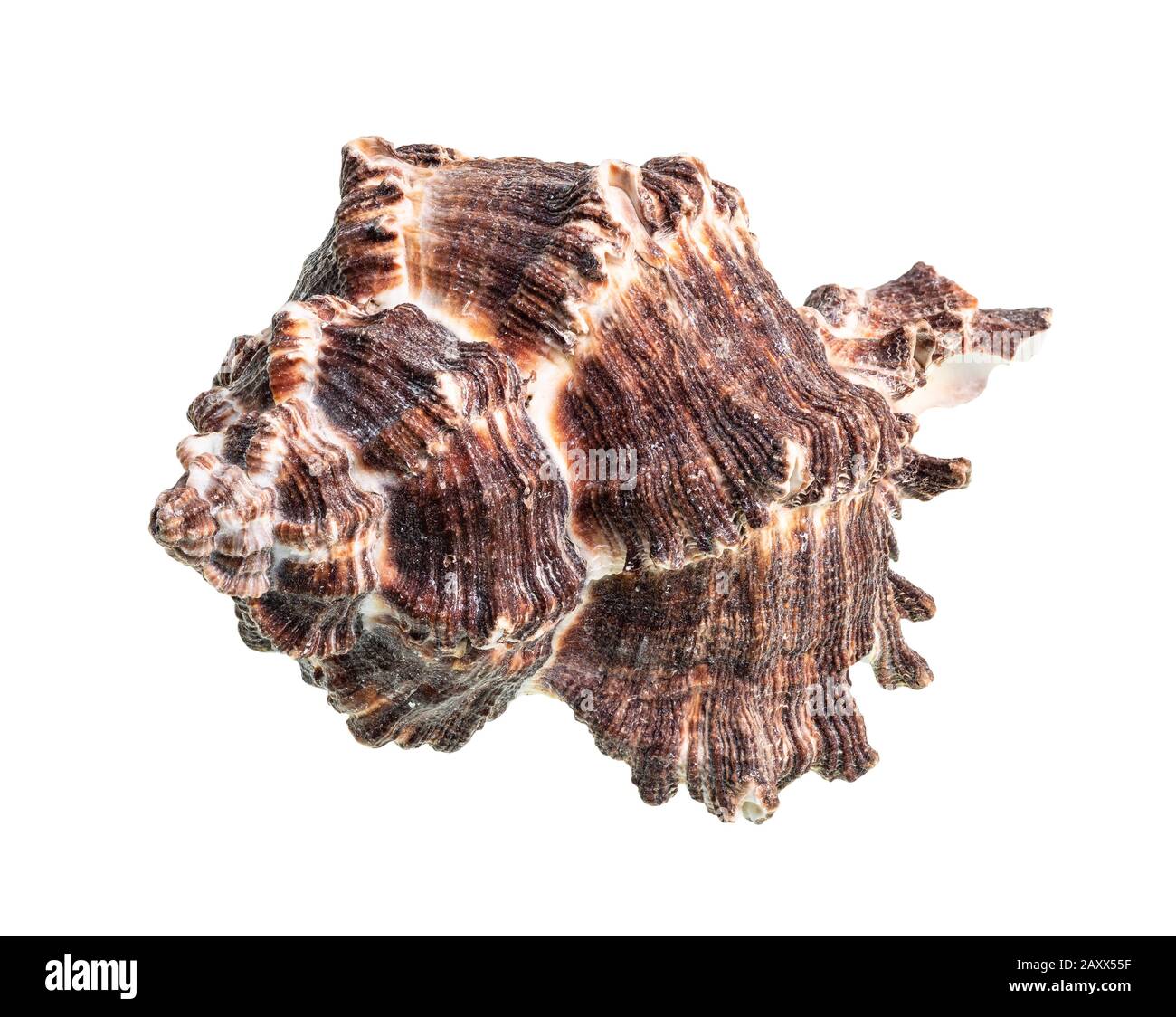 dried dark brown conch of muricidae mollusk cutout on white background ...