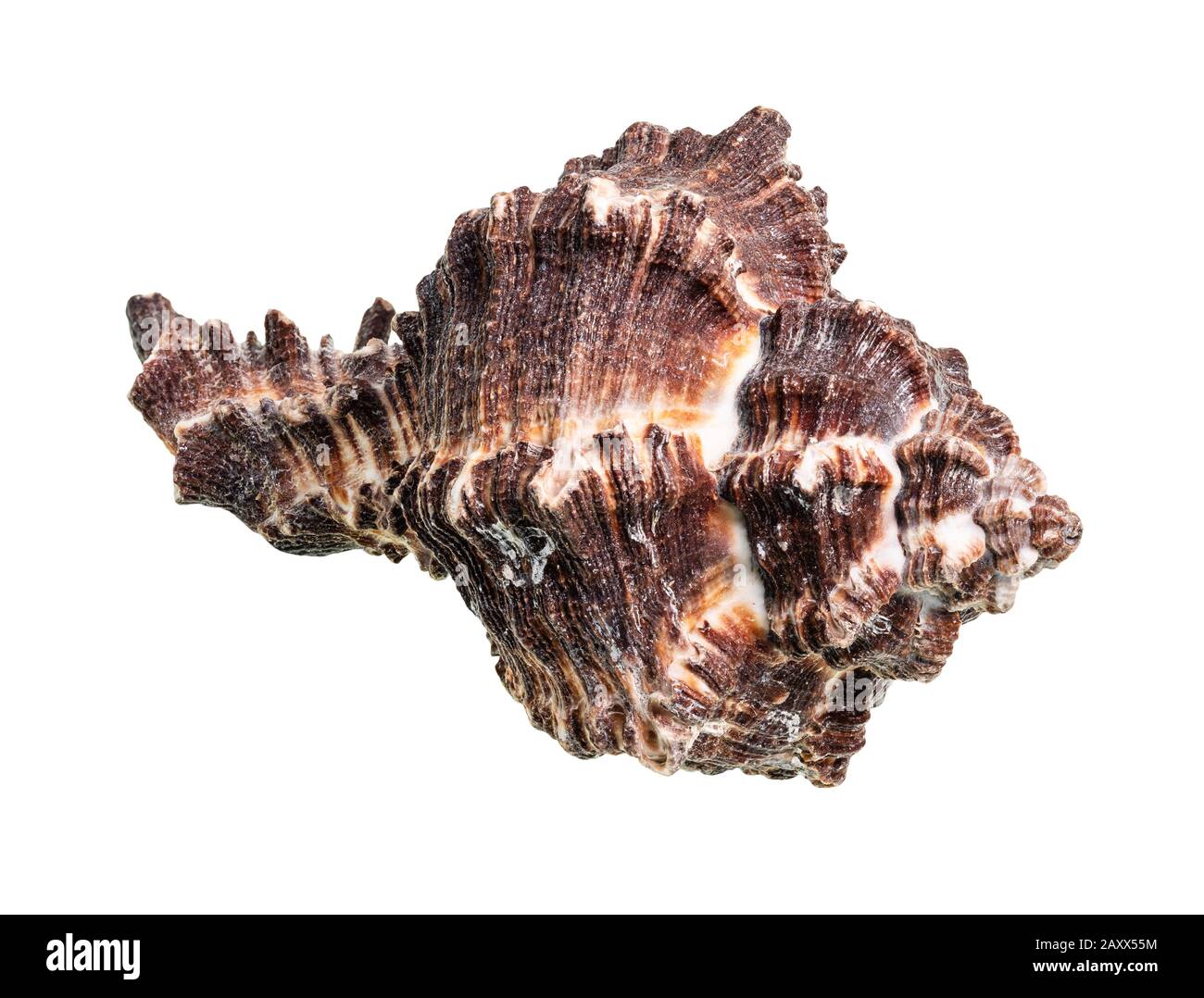 dried dark brown shell of muricidae mollusk cutout on white background ...
