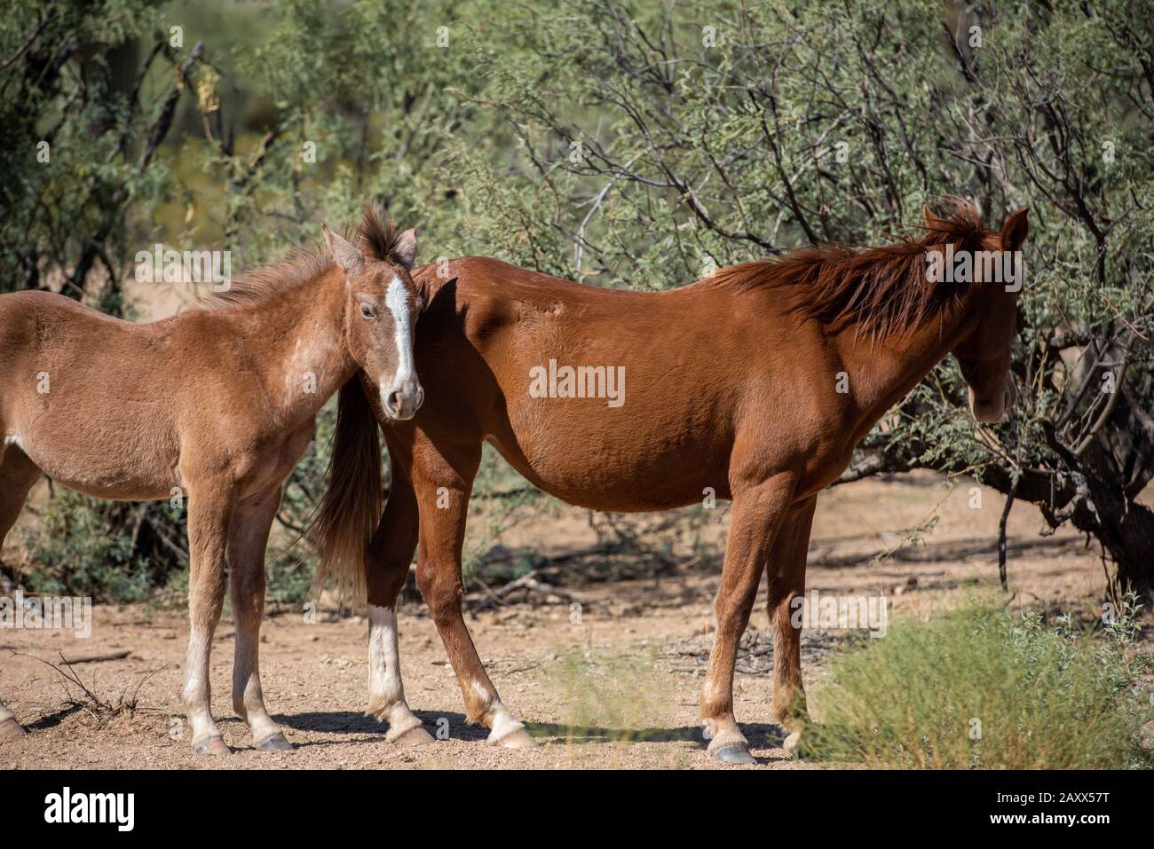 Wild Mustangs in the Desert Stock Photo - Alamy
