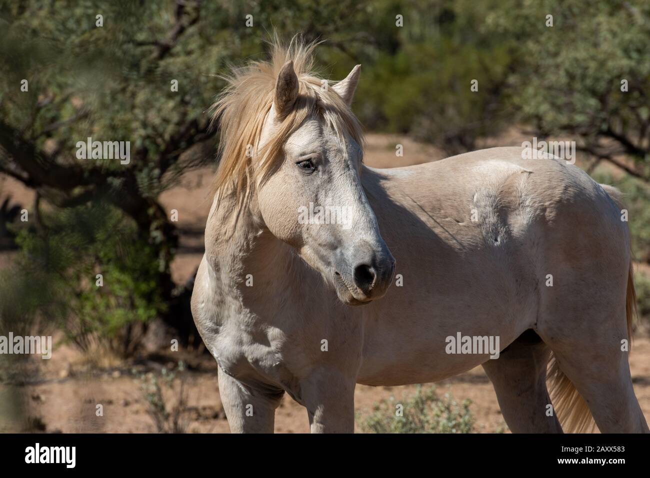 Wild Mustangs in the Desert Stock Photo - Alamy