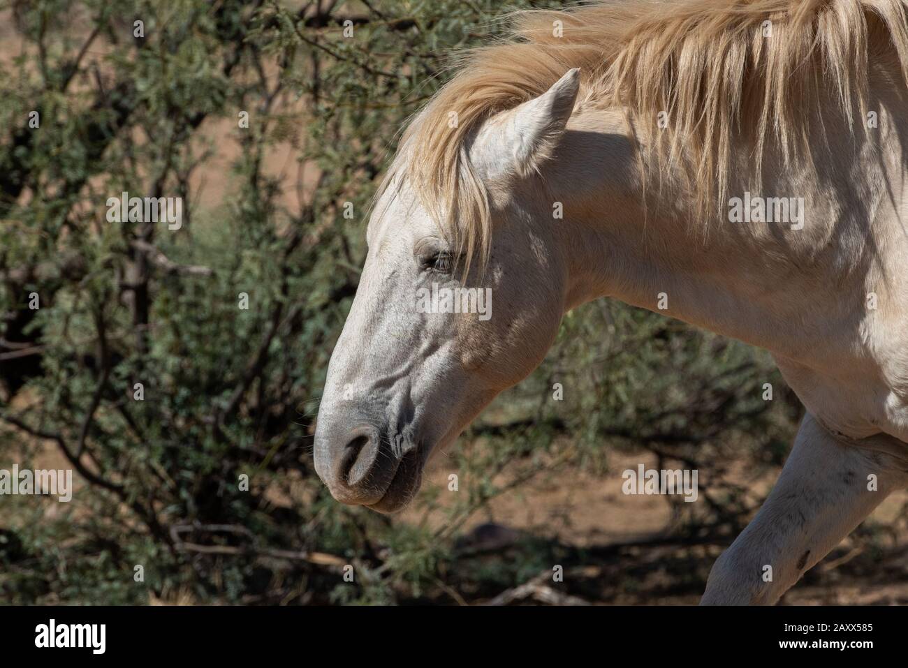 Wild Mustangs in the Desert Stock Photo - Alamy