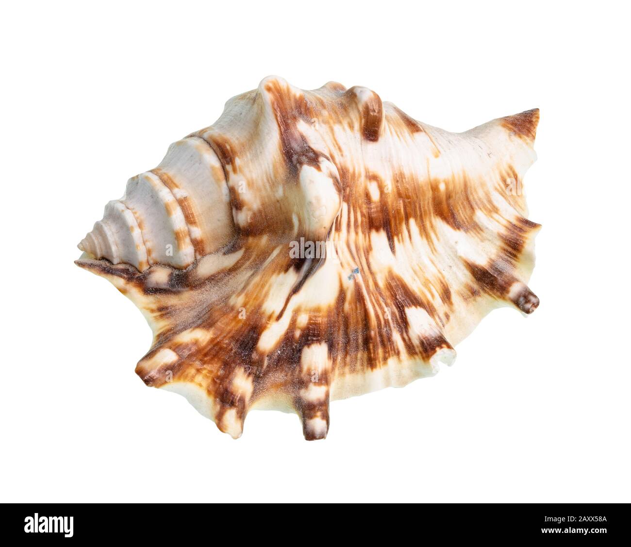 dried shell of muricidae snail cutout on white background Stock Photo ...