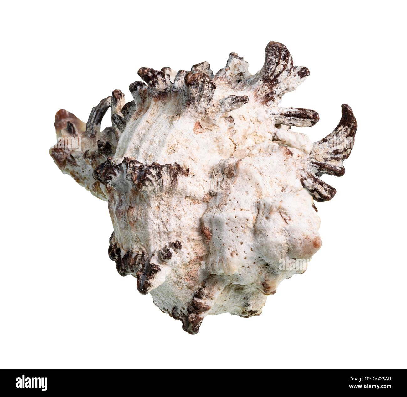 dried shell of white muricidae mollusk cutout on white background Stock ...
