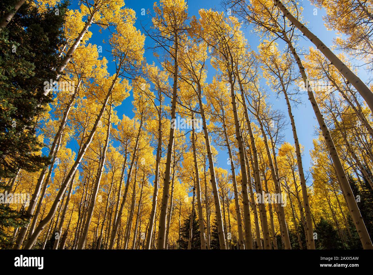 Golden Aspen Trees in Fall Stock Photo - Alamy