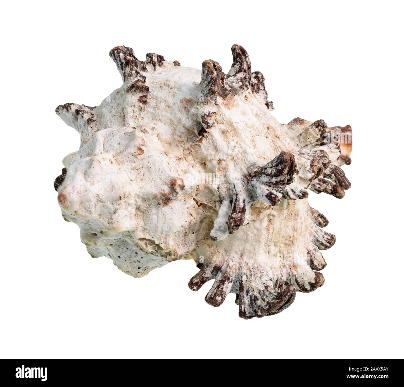 dried white shell of rock snail cutout on white background Stock Photo ...