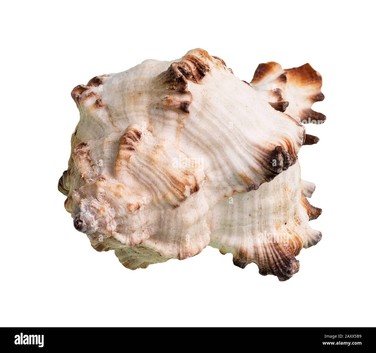 dried conch of rock snail cutout on white background Stock Photo - Alamy