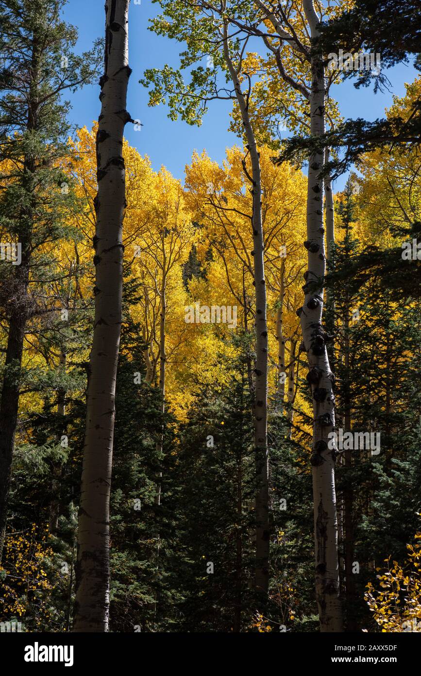 Golden Aspen Trees in Fall Stock Photo - Alamy