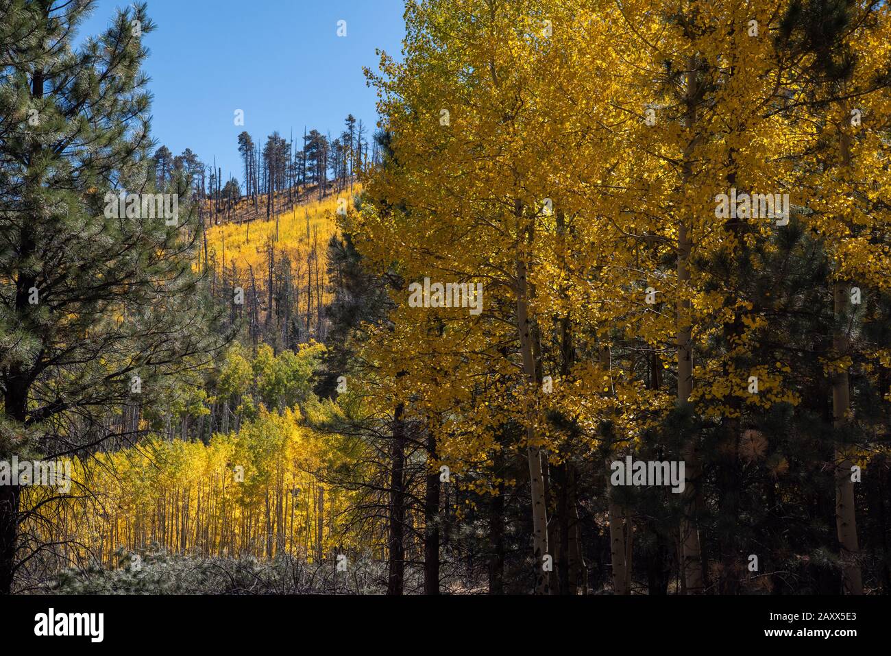 Golden Aspen Trees in Fall Stock Photo - Alamy
