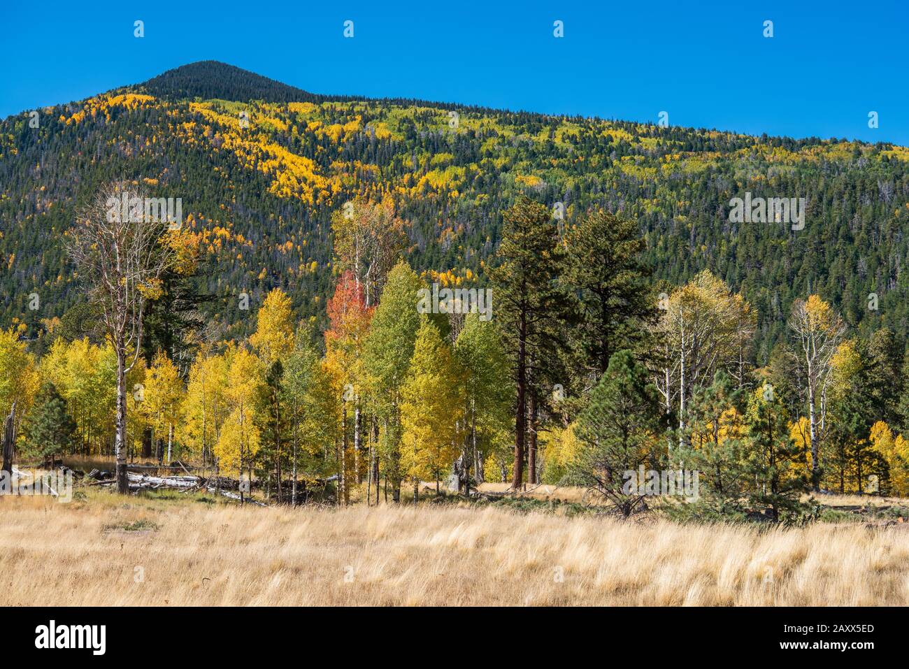 Golden Aspen Trees in Fall Stock Photo - Alamy
