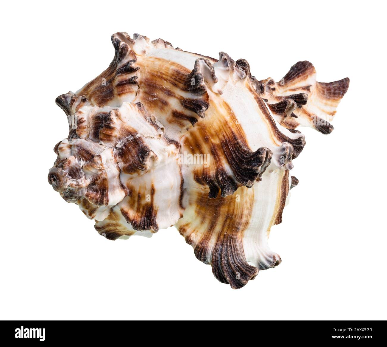dried brown striped conch of muricidae mollusk cutout on white ...