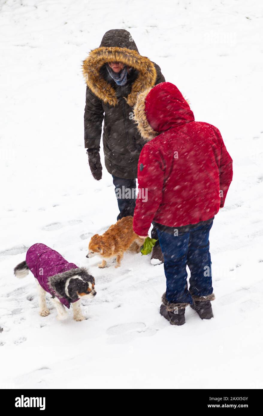 Talking dog hi-res stock photography and images - Alamy