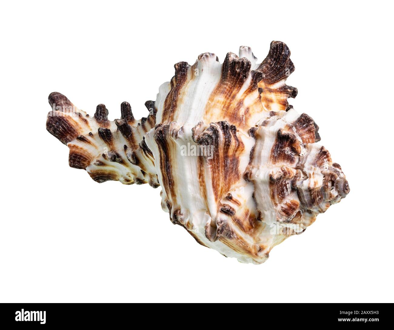 dried brown striped shell of muricidae mollusk cutout on white ...
