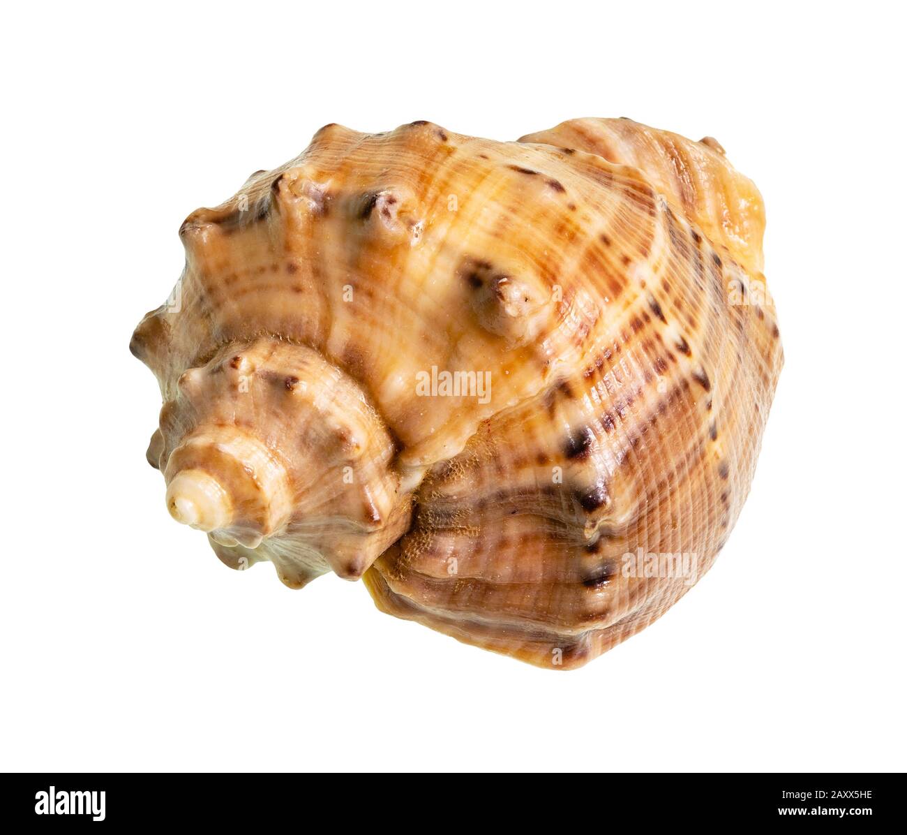 dried shell of rapana cutout on white background Stock Photo - Alamy
