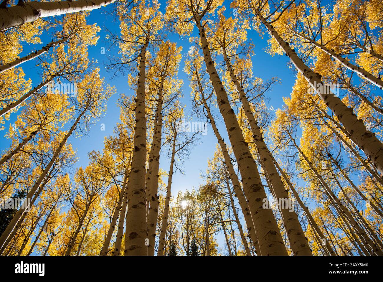 Golden foliage border hi-res stock photography and images - Alamy