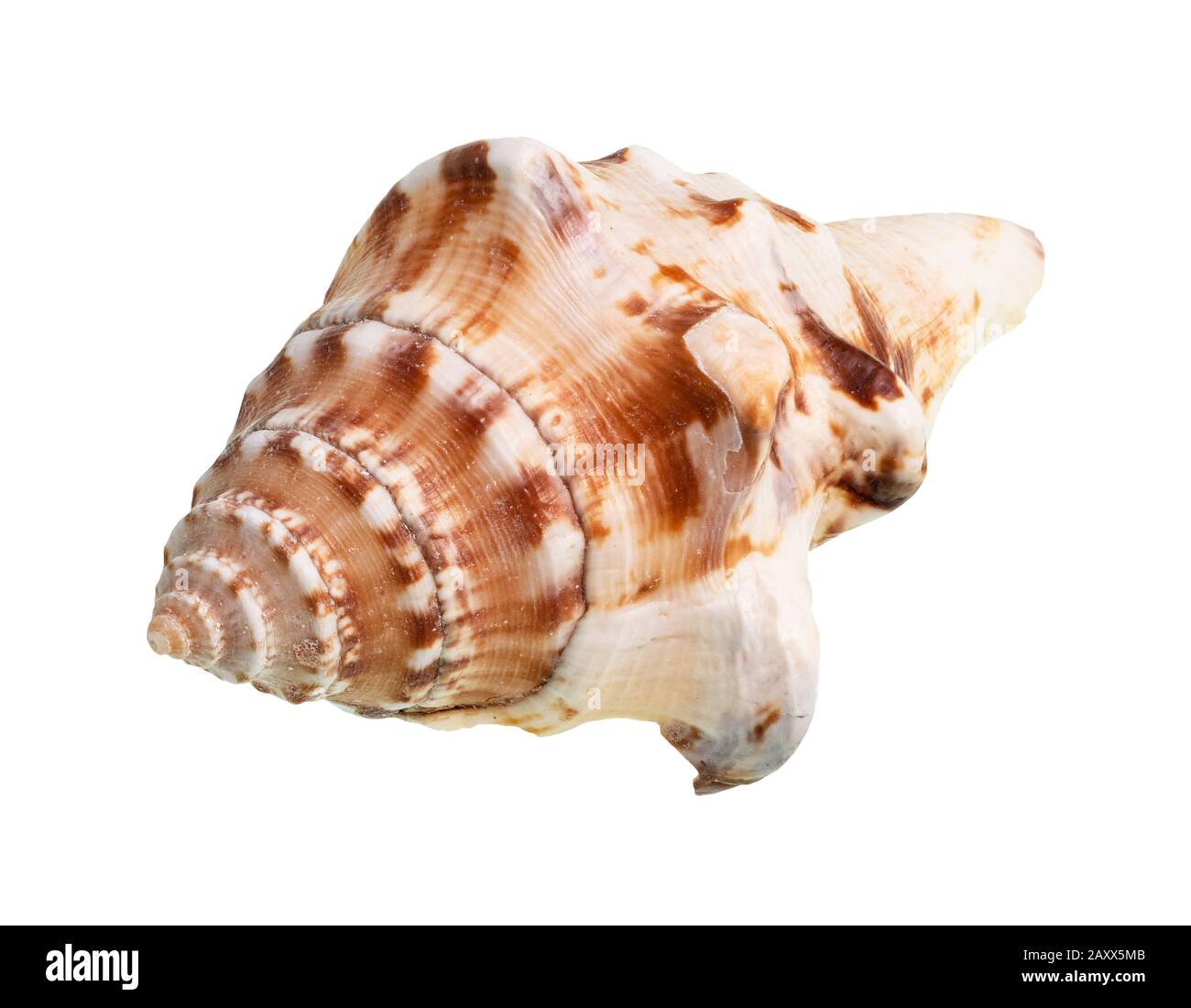 Conch Mollusk Stock Photos & Conch Mollusk Stock Images - Alamy