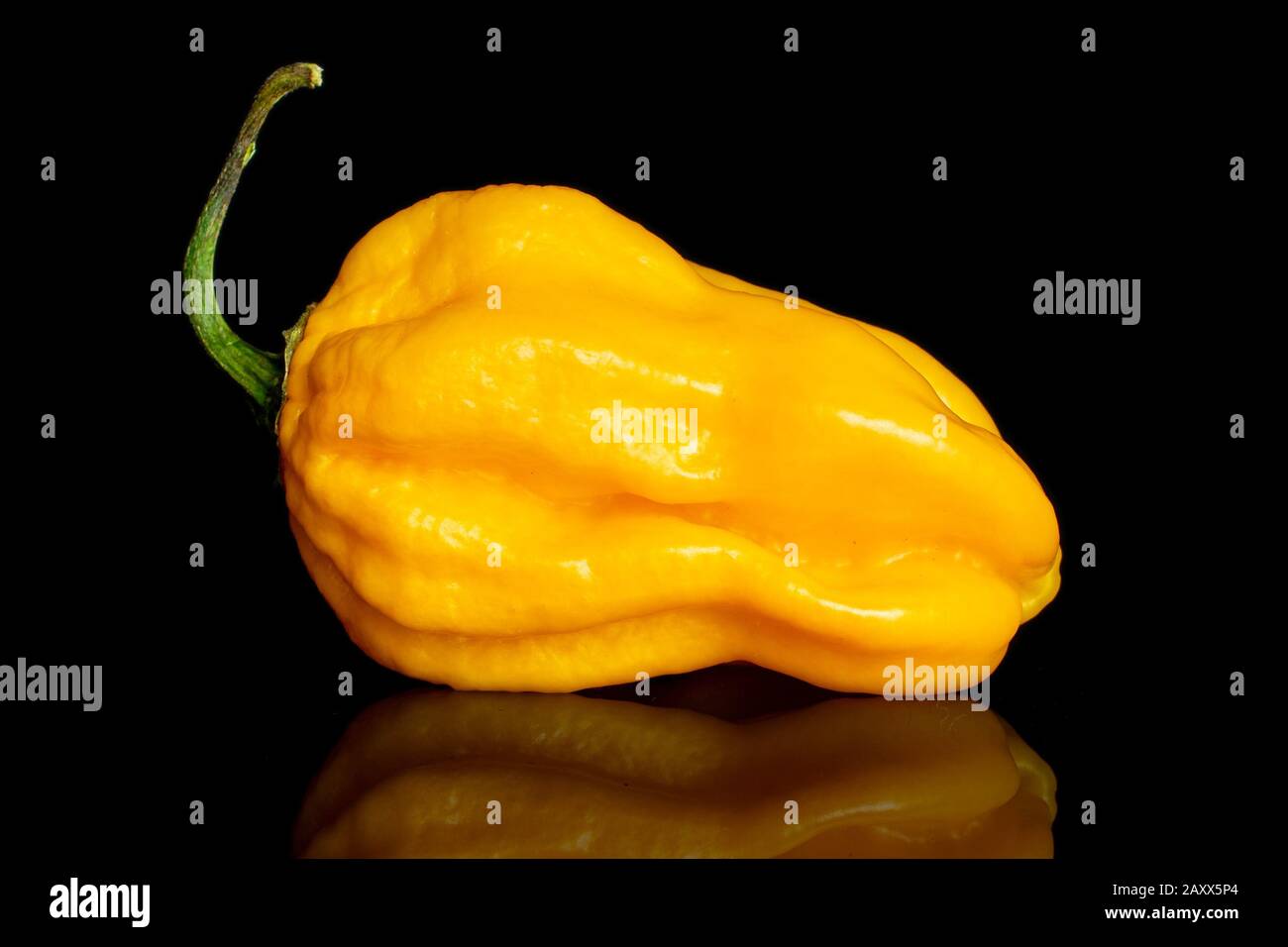 One whole yellow hot chili pepper isolated on black glass Stock Photo ...