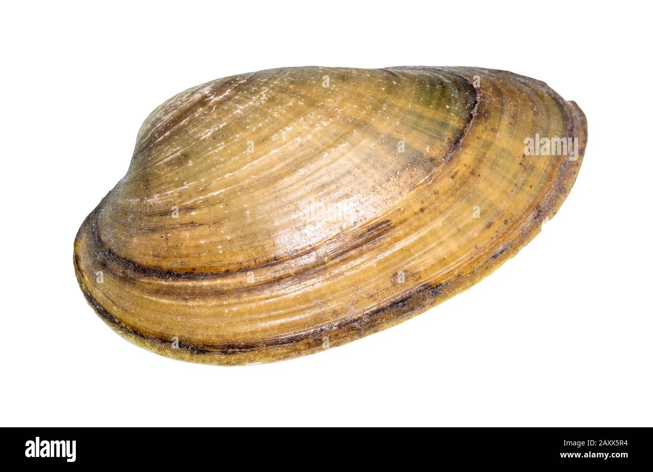 dried shell of quahog cutout on white background Stock Photo - Alamy