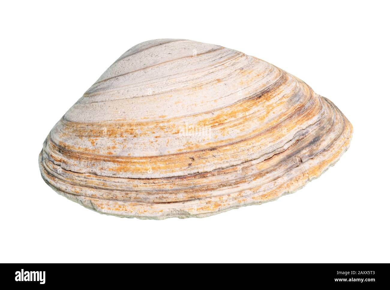 dried yellow striped shell of clam cutout on white background Stock ...