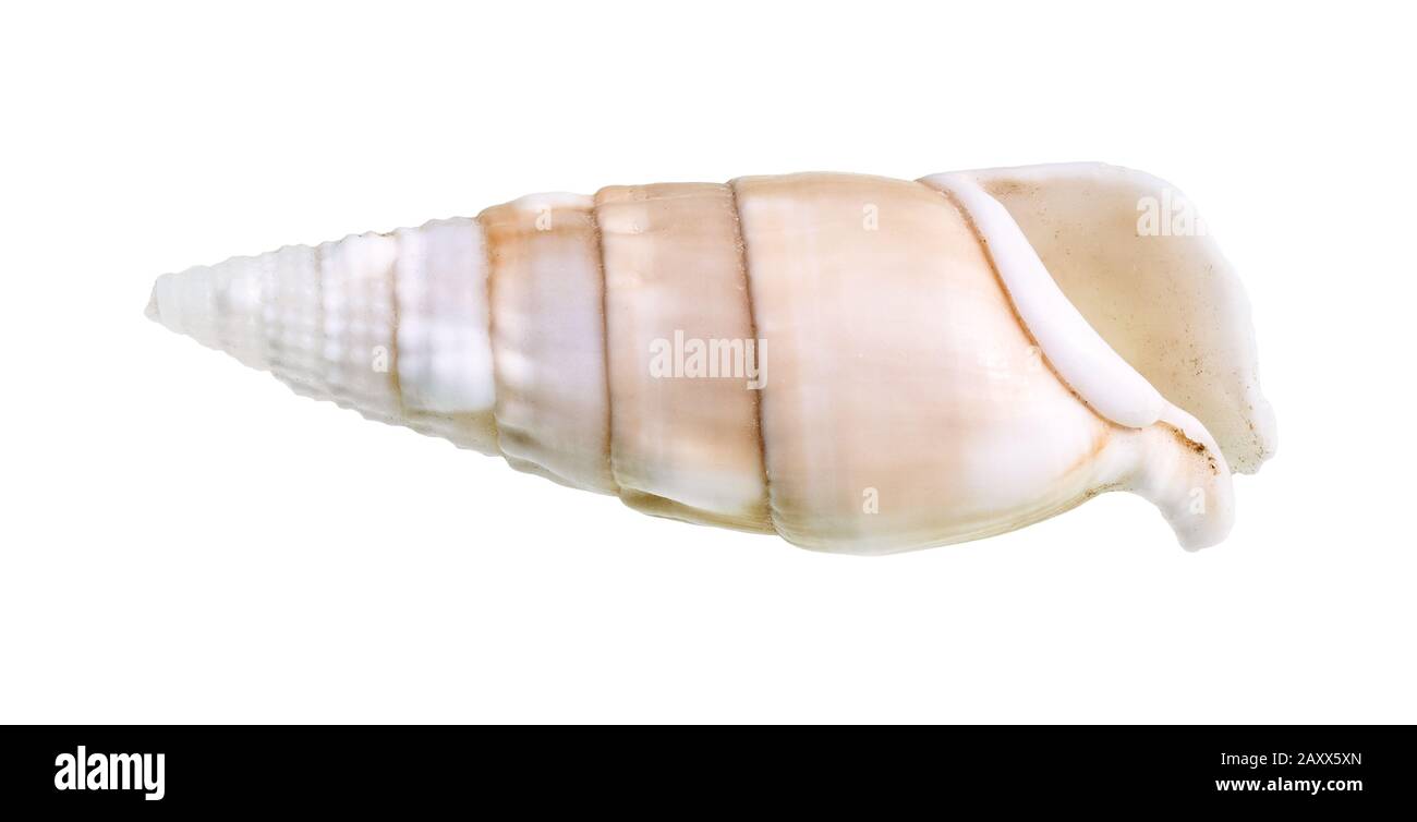 dried empty shell of cerith mollusc cutout on white background Stock ...