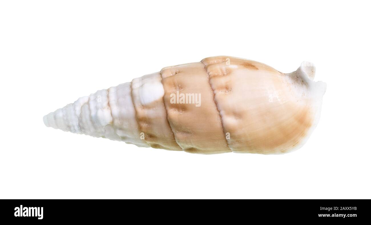 dried shell of cerith mollusc cutout on white background Stock Photo ...