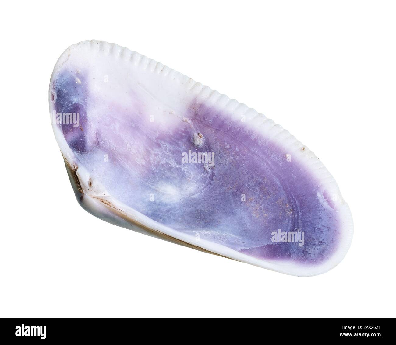 dried empty blue shell of clam cutout on white background Stock Photo ...